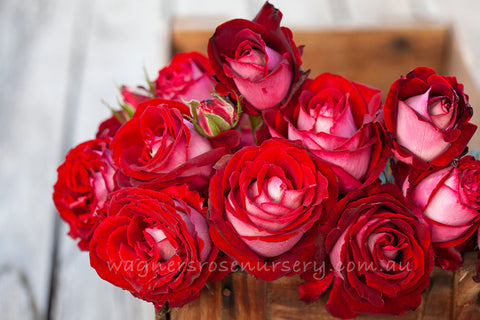Potted Bush Roses | Wagner's Rose Nursery