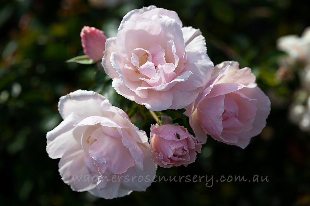 Many Happy Returns | Wagner's Rose Nursery