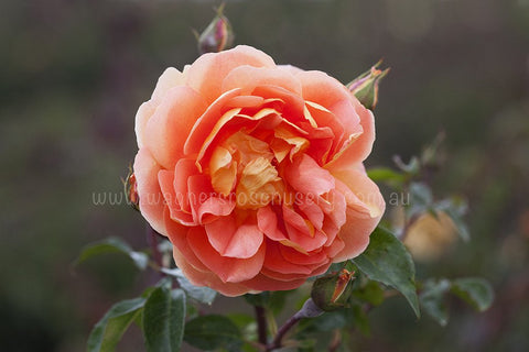 David Austin ® English Roses (bare rooted) | Wagner's Rose Nursery