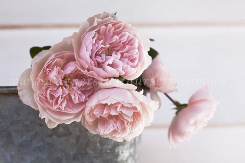 Potted David Austin Roses | Wagner's Rose Nursery