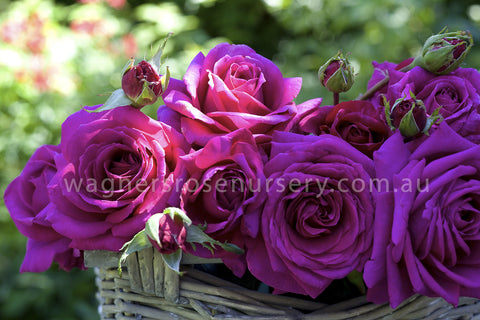 Potted Bush Roses | Wagner's Rose Nursery