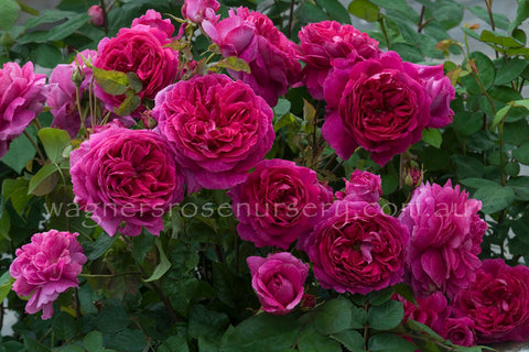 Potted David Austin Roses | Wagner's Rose Nursery
